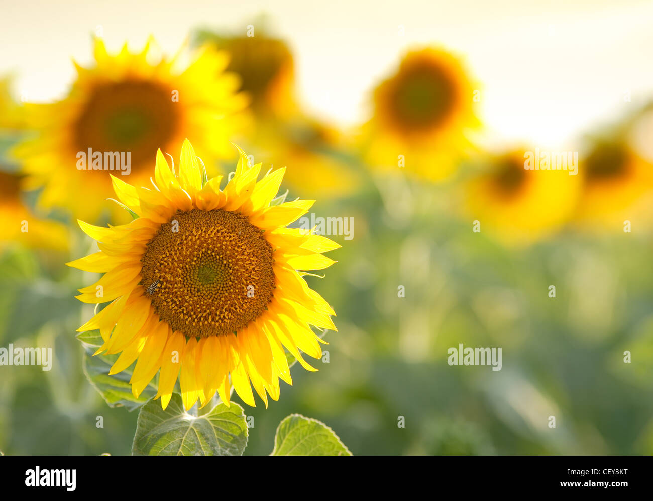 Shallow depth field sunflower hi-res stock photography and images - Alamy