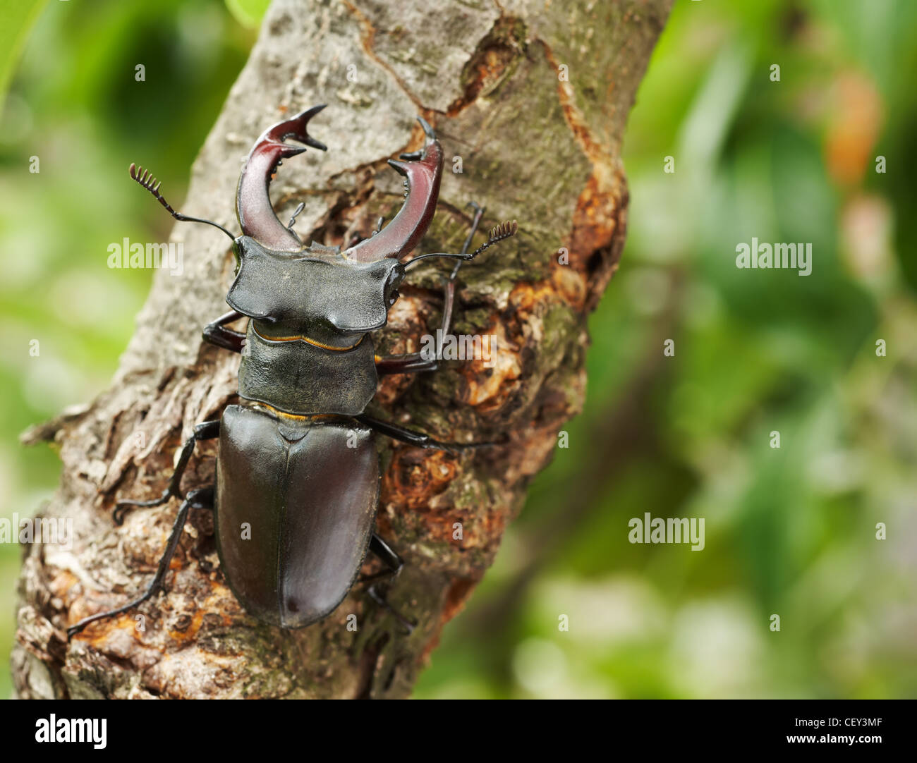Stag beetle with big horns on a tree branch Stock Photo - Alamy