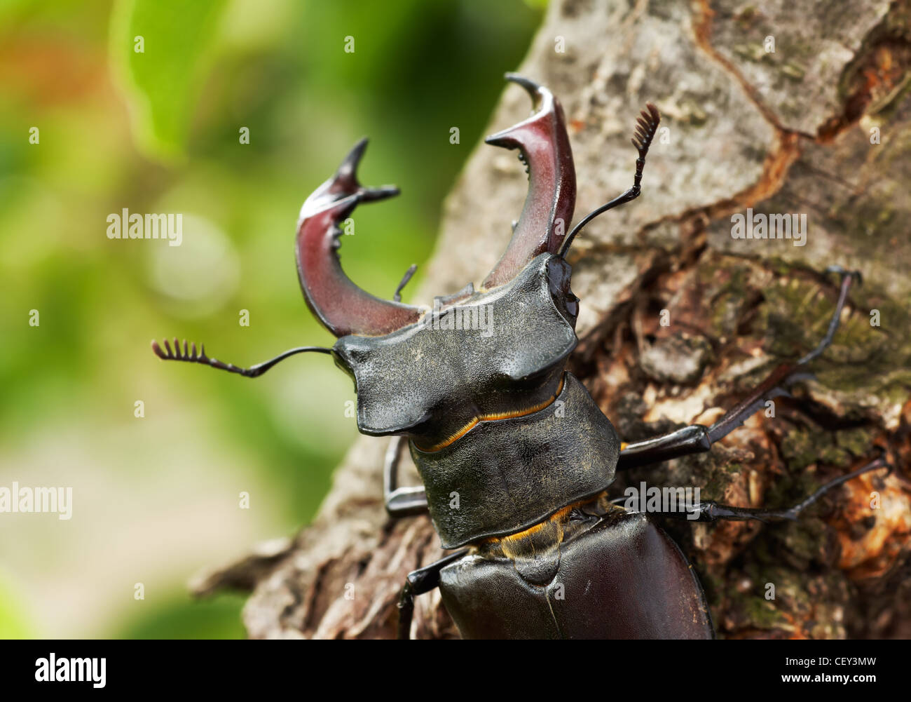 Stag beetle macro hi-res stock photography and images - Alamy