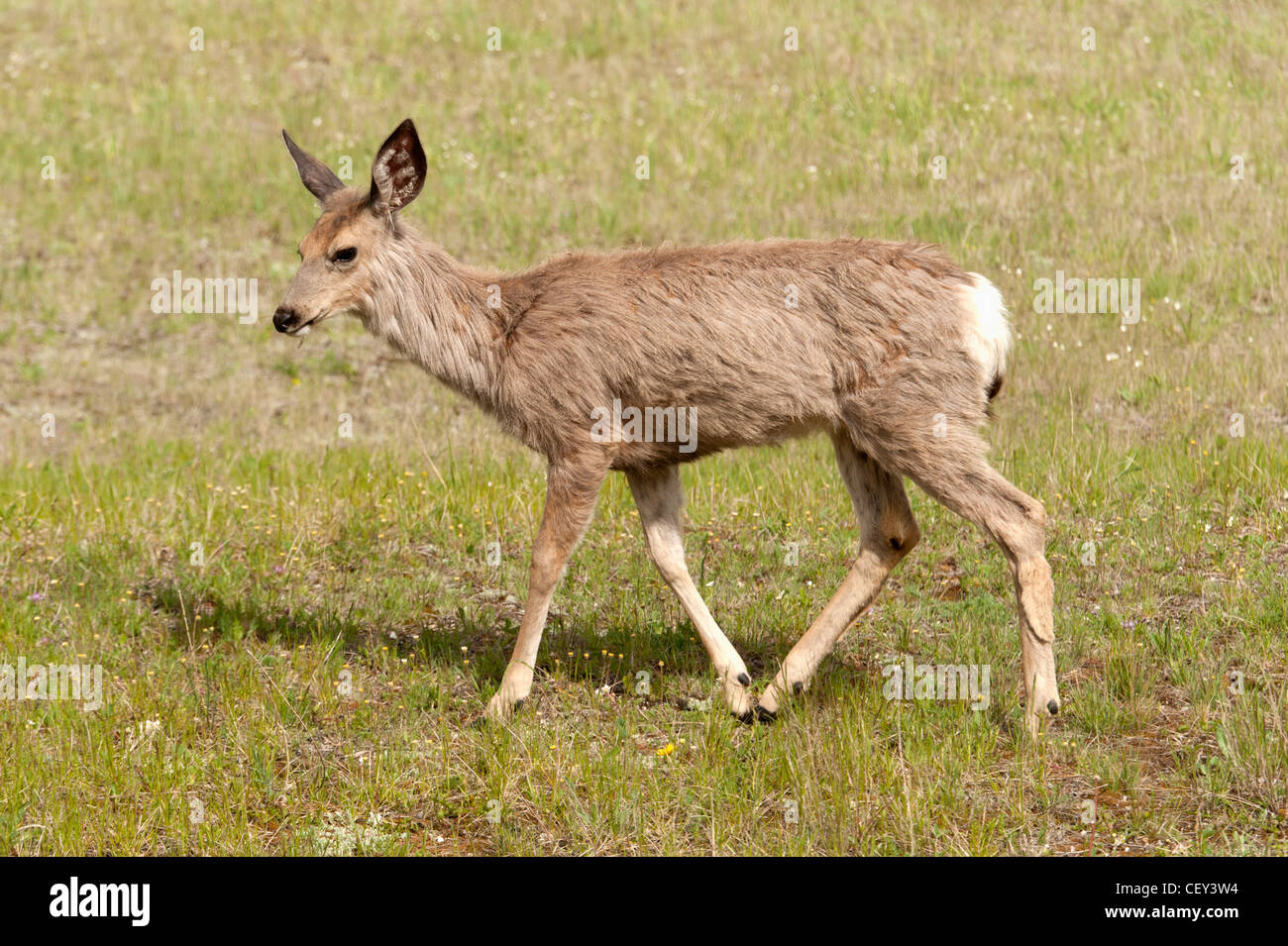 a lone deer (cervidae) in a field; jasper, alberta, canada Stock Photo ...