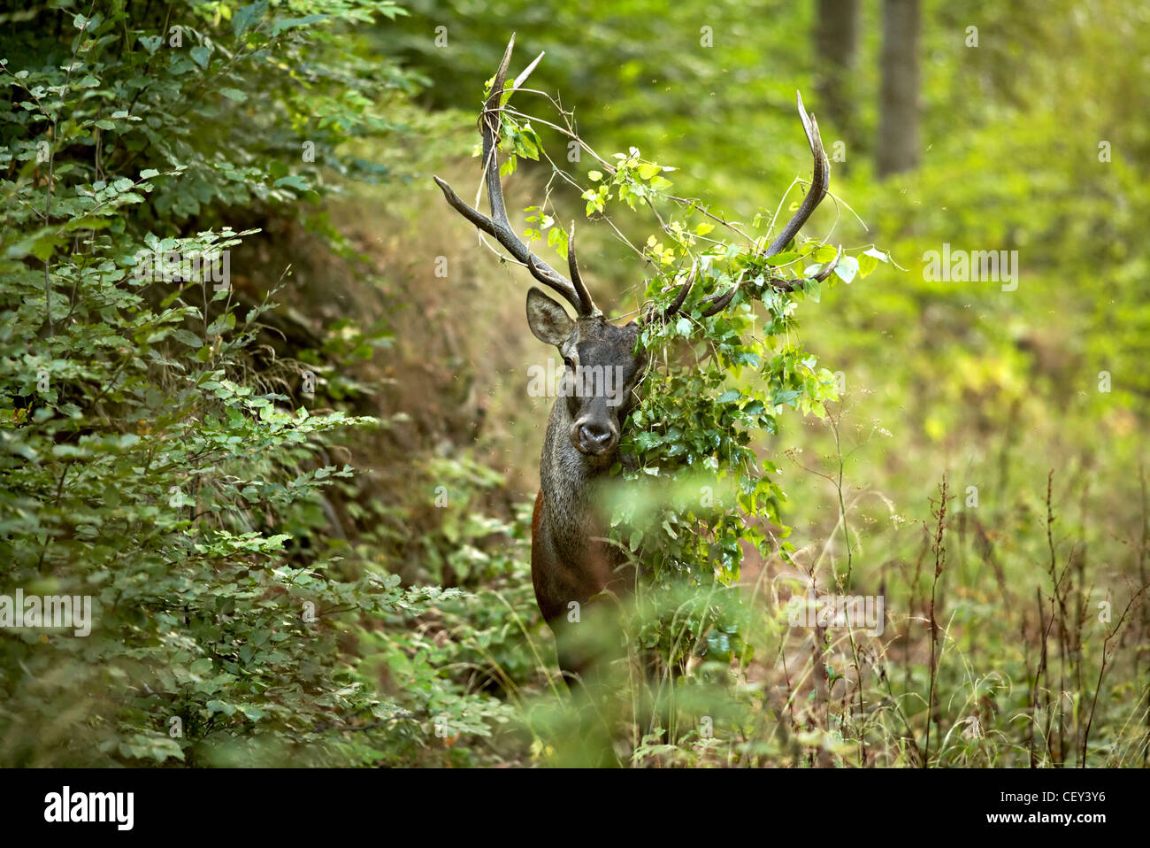 Stag with horns hi-res stock photography and images - Alamy