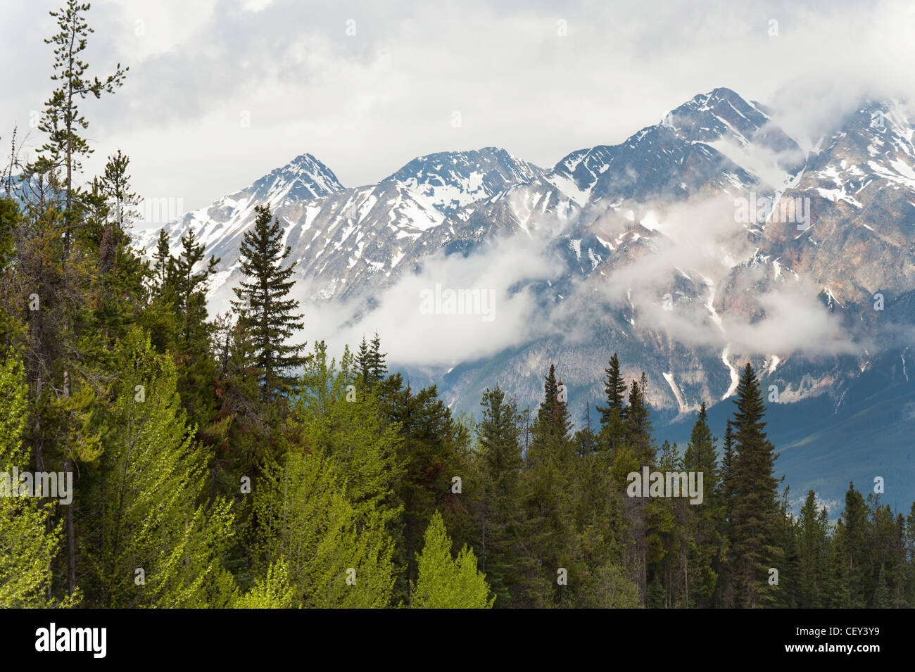 a forest and the rocky mountains; jasper, alberta, canada Stock Photo ...