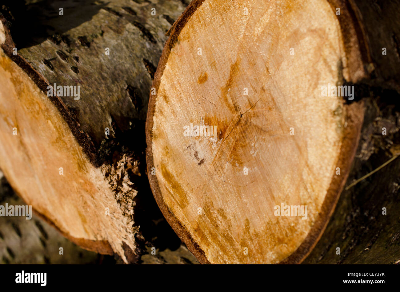 Log ends hi-res stock photography and images - Alamy
