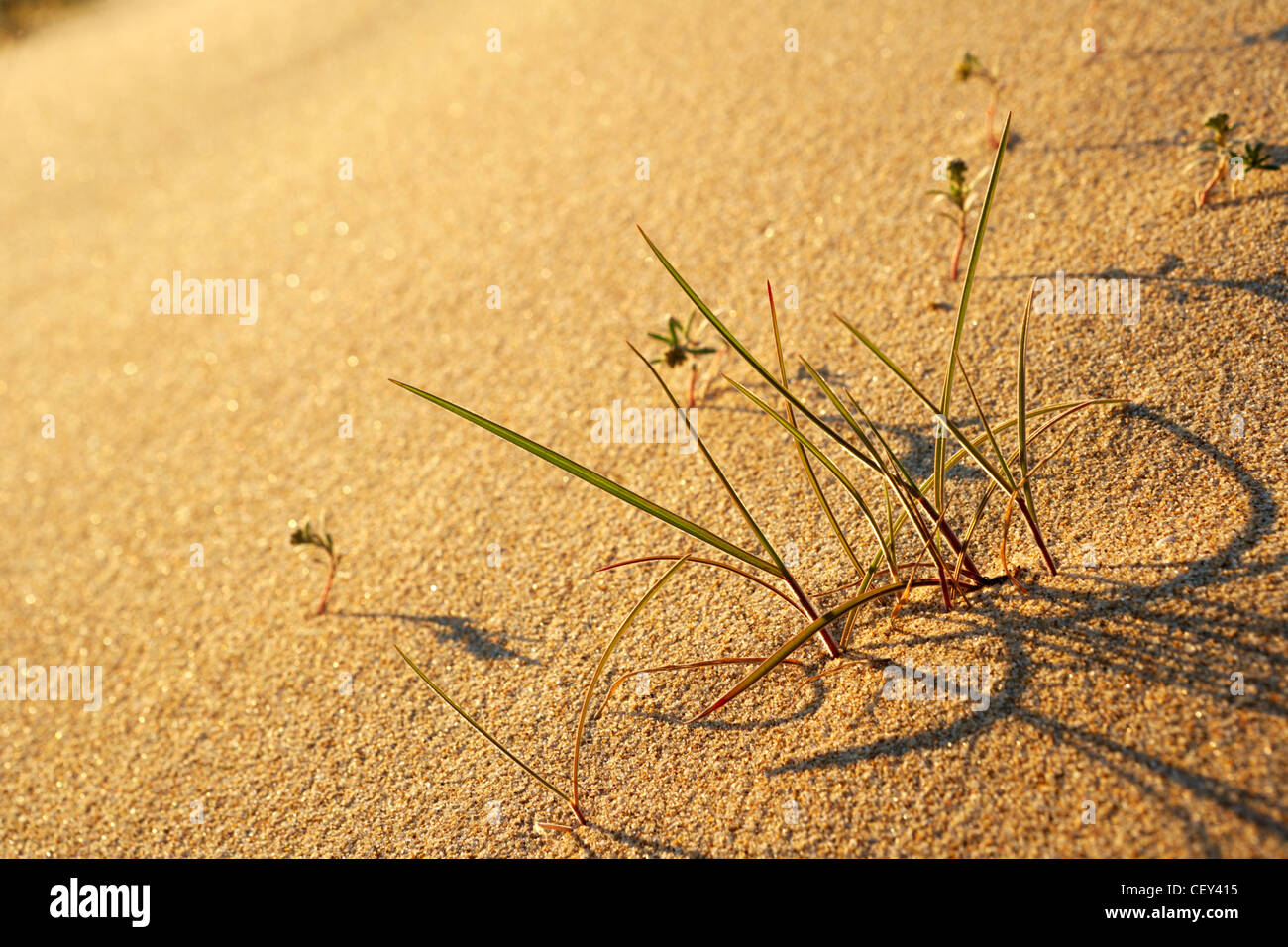 Desert grass in the sand Stock Photo - Alamy