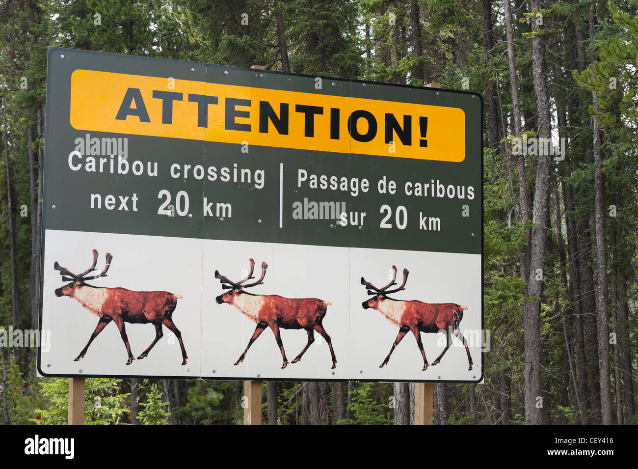 Caribou crossing hi-res stock photography and images - Alamy