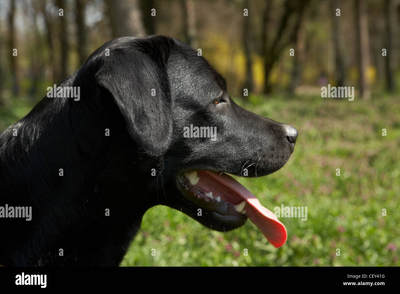Portrait of a black labrador retriever Stock Photo - Alamy