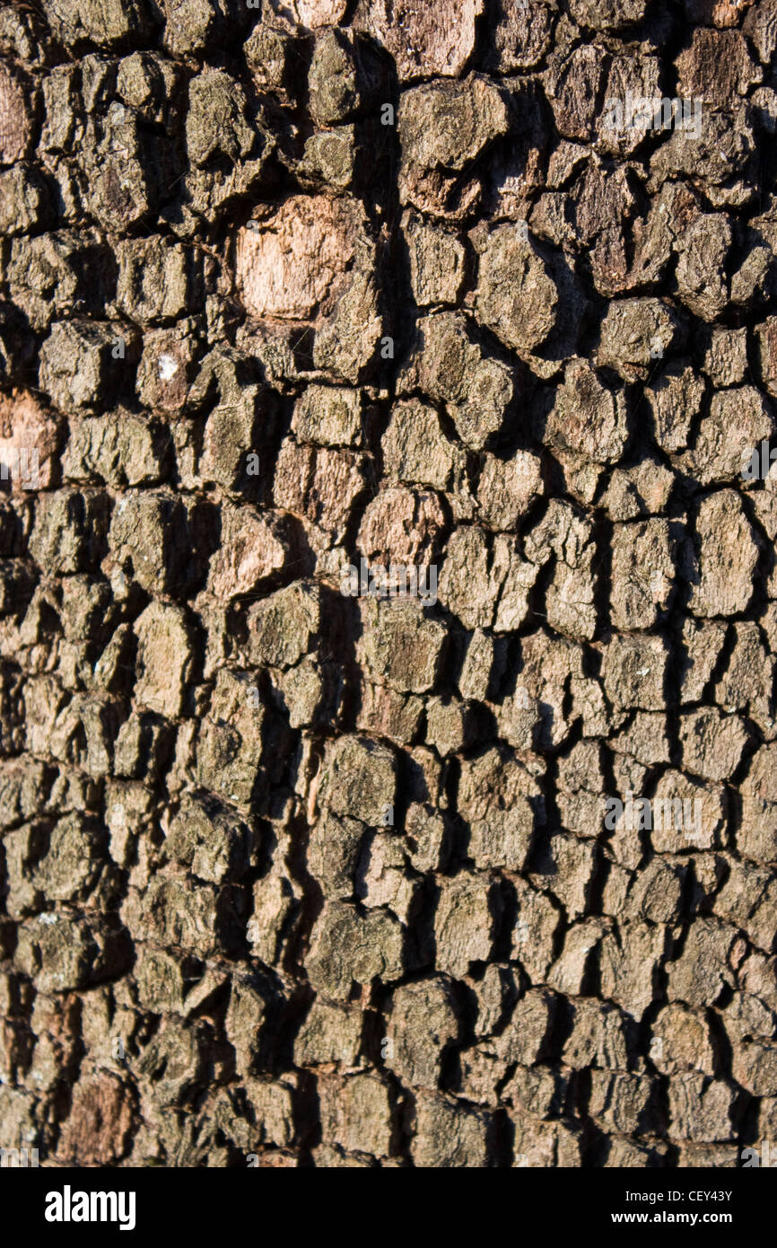Bark of a tree Stock Photo - Alamy