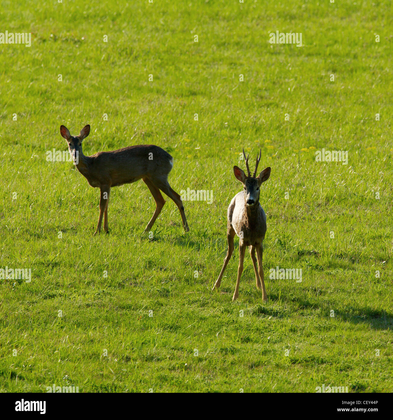 Roe deers on a spring green grass Stock Photo - Alamy
