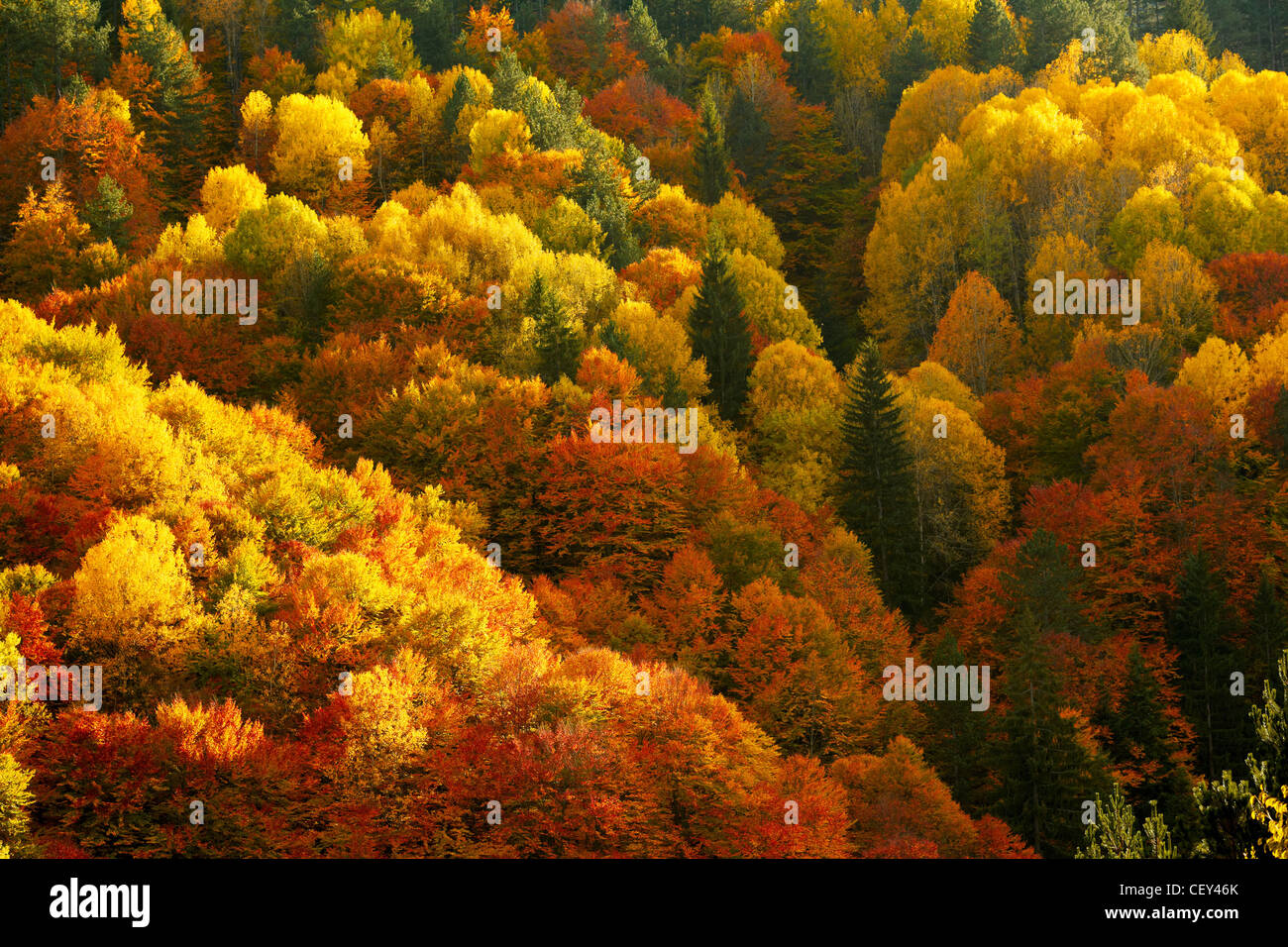 Mountain with autumn colors hi-res stock photography and images - Alamy
