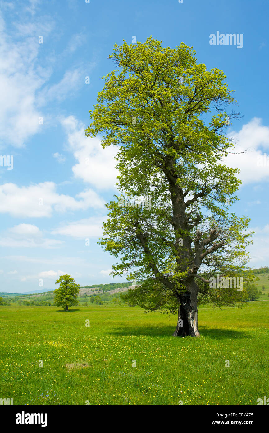 High country tree hi-res stock photography and images - Alamy