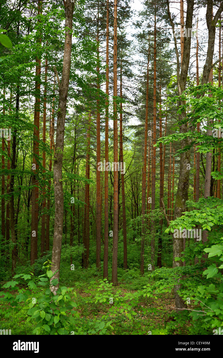 Summer forest trees nature hi-res stock photography and images - Alamy