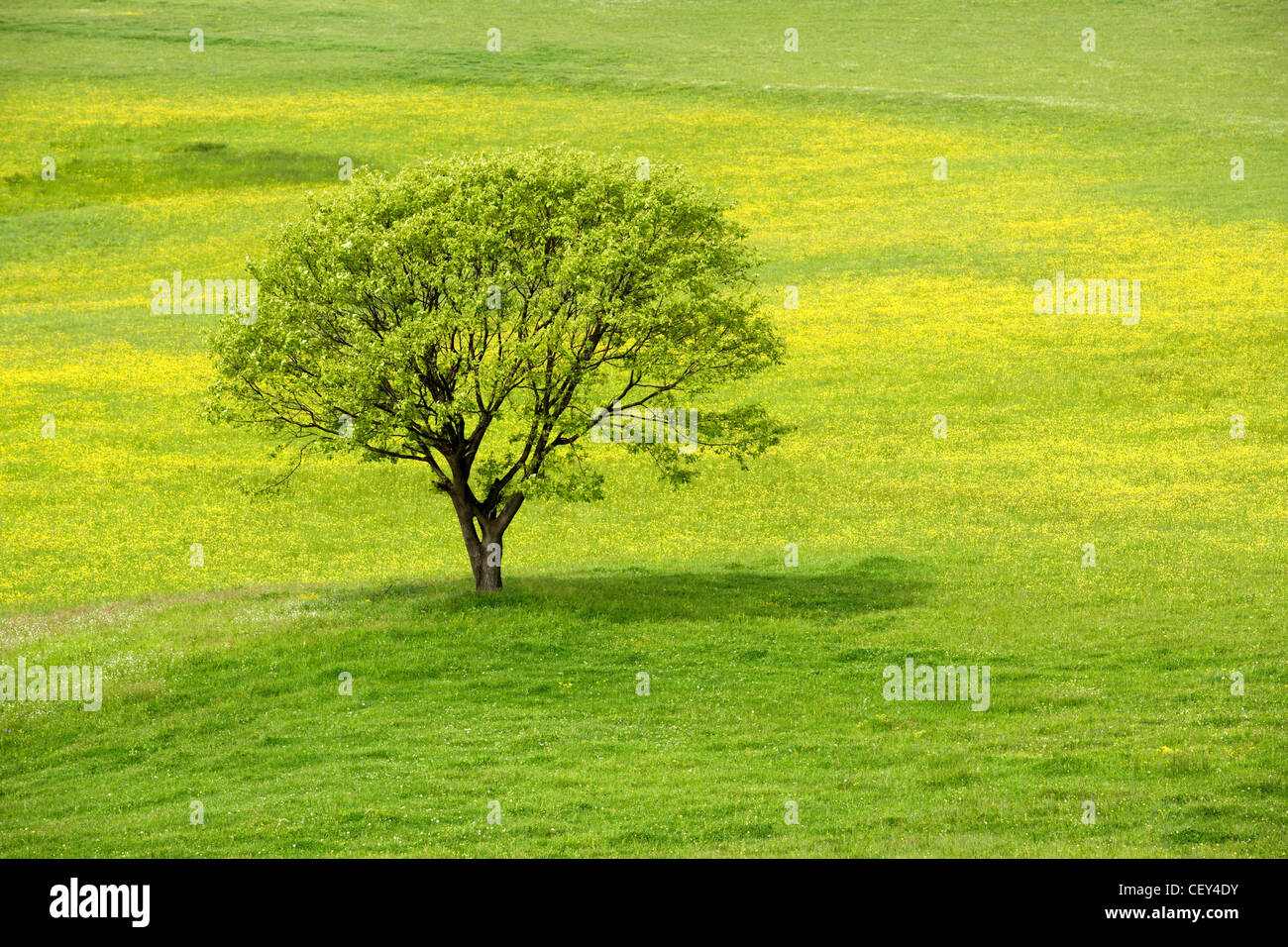Lonely spring tree on a blossom green field Stock Photo - Alamy