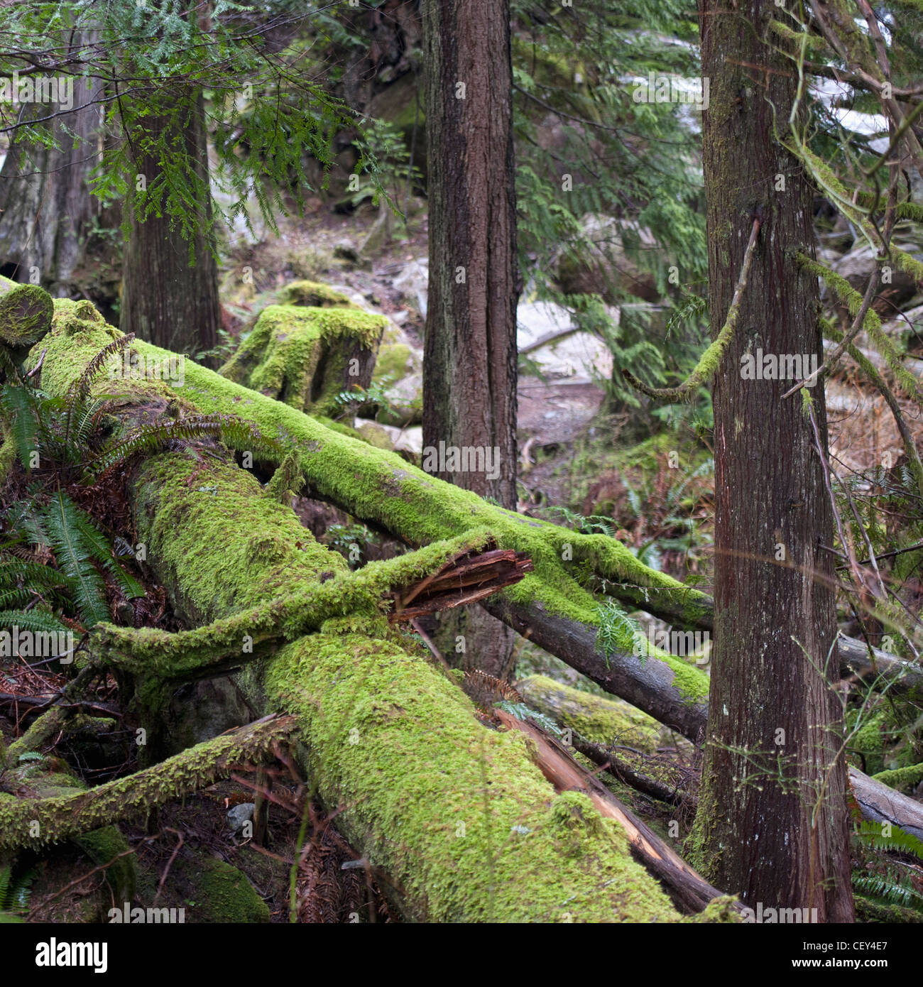 moss growing on fallen trees in jasper national park; alberta, canada ...