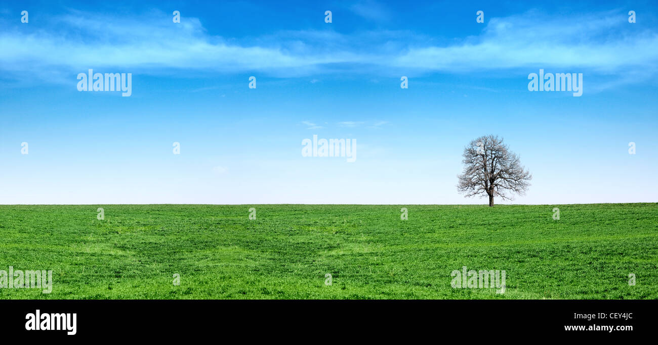 Lonely tree in a fresh spring green grass meadow, with blue sky Stock ...