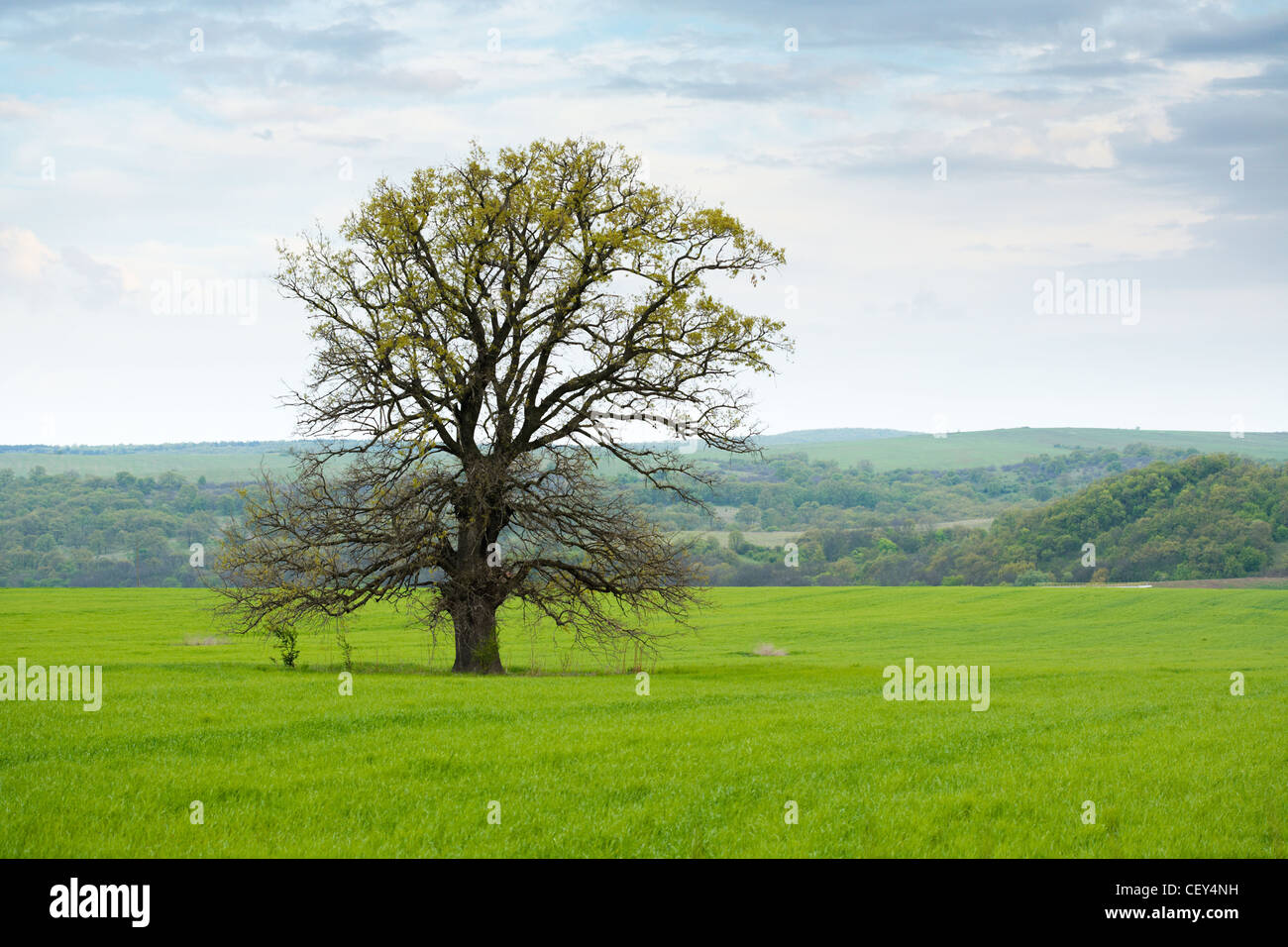 Big old oak tree in a spring meadow with green grass Stock Photo - Alamy