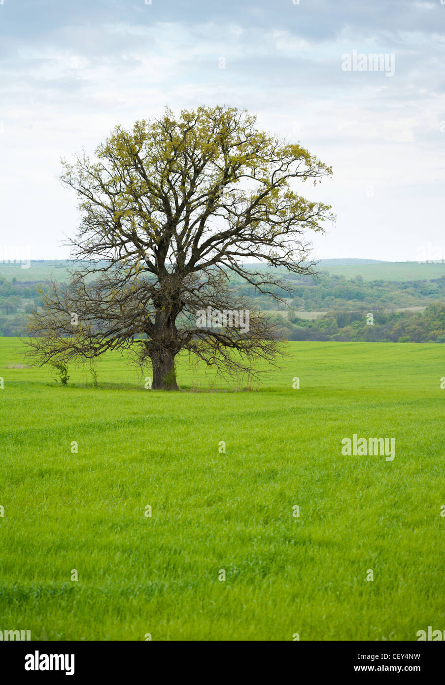 Old lonely oak tree in a green spring grass Stock Photo - Alamy