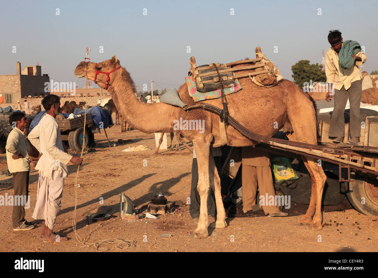 India, Rajasthan, Nagaur, Fair, camel, people Stock Photo - Alamy