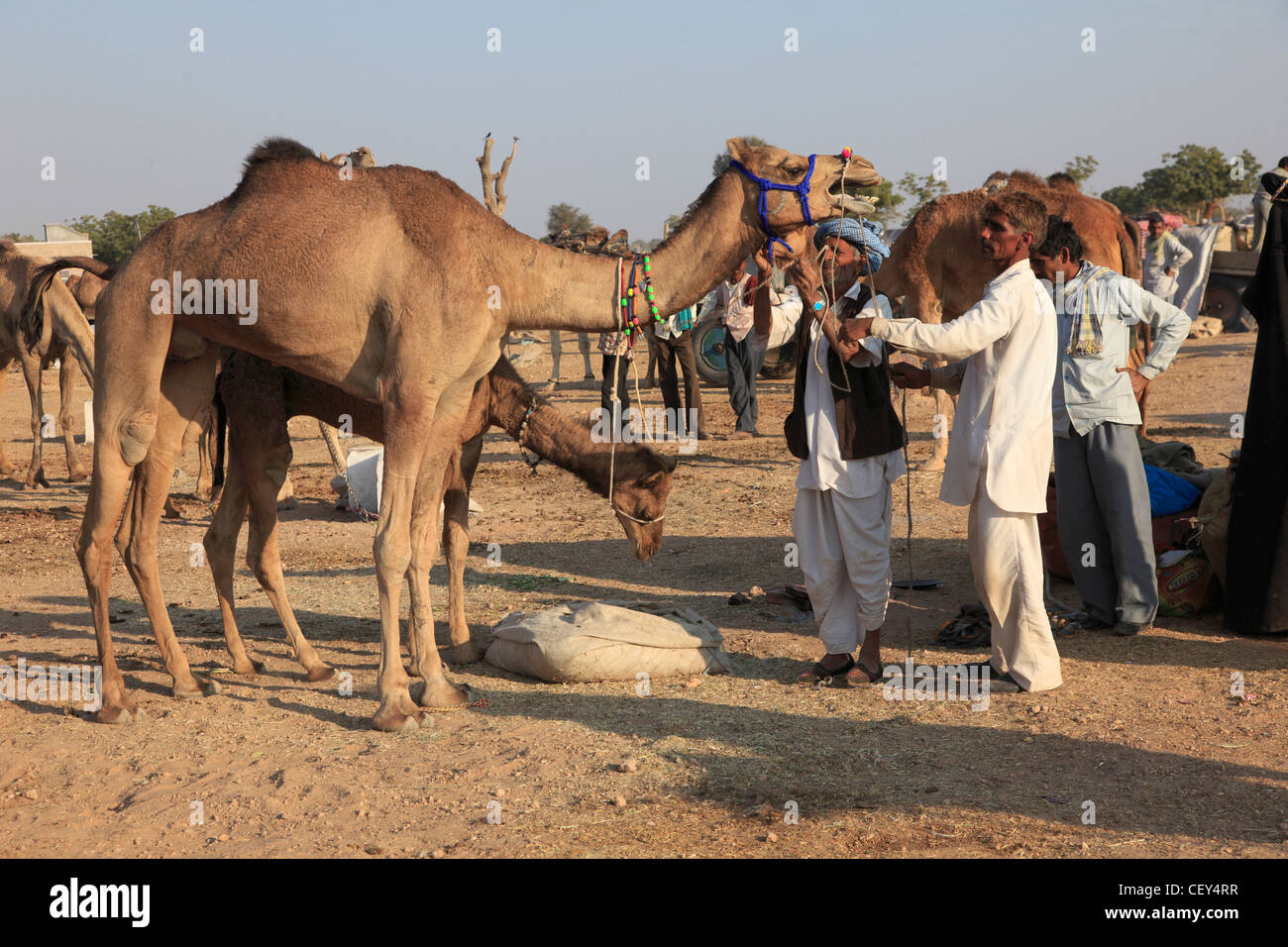 People camel hi-res stock photography and images - Alamy