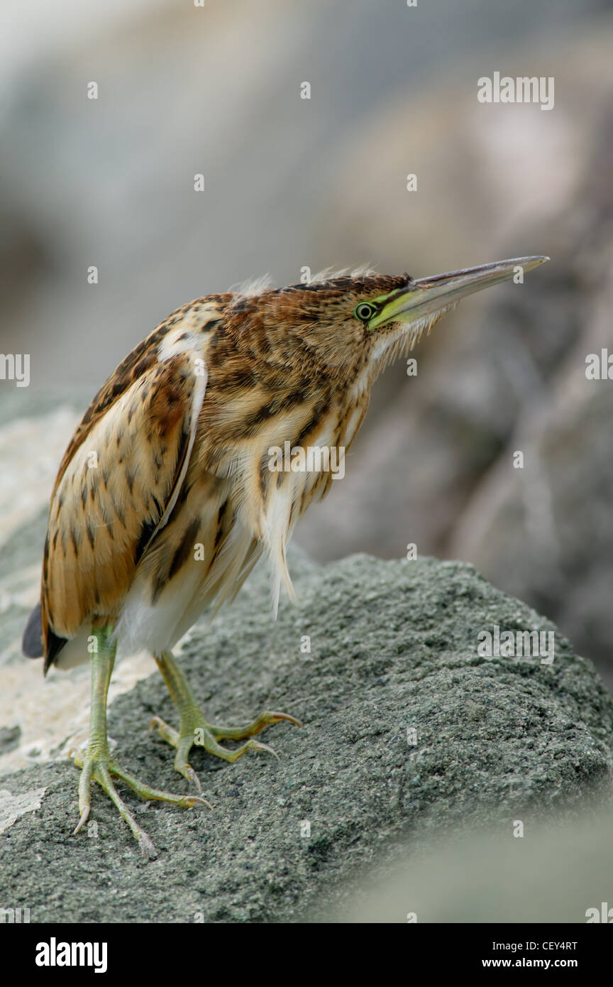 Stumpy bird hi-res stock photography and images - Alamy