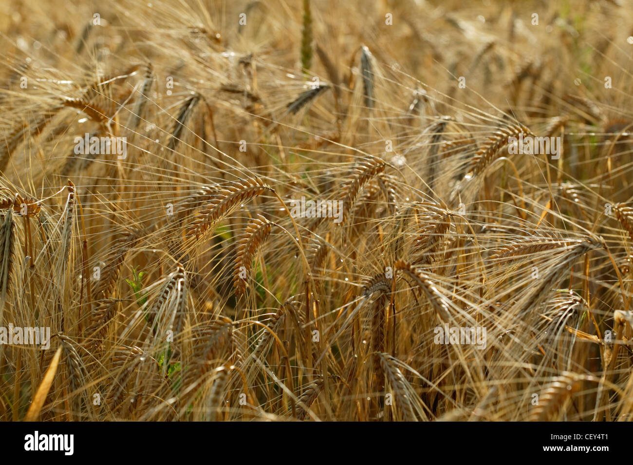 Wet wheat spikes with water-drops in a morning light Stock Photo - Alamy
