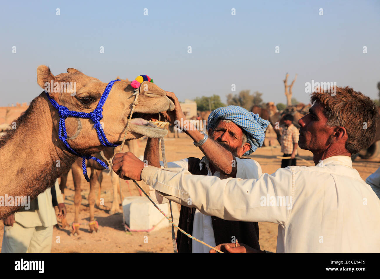 India, Rajasthan, Nagaur, Fair, camel, people, buyer looking at the ...