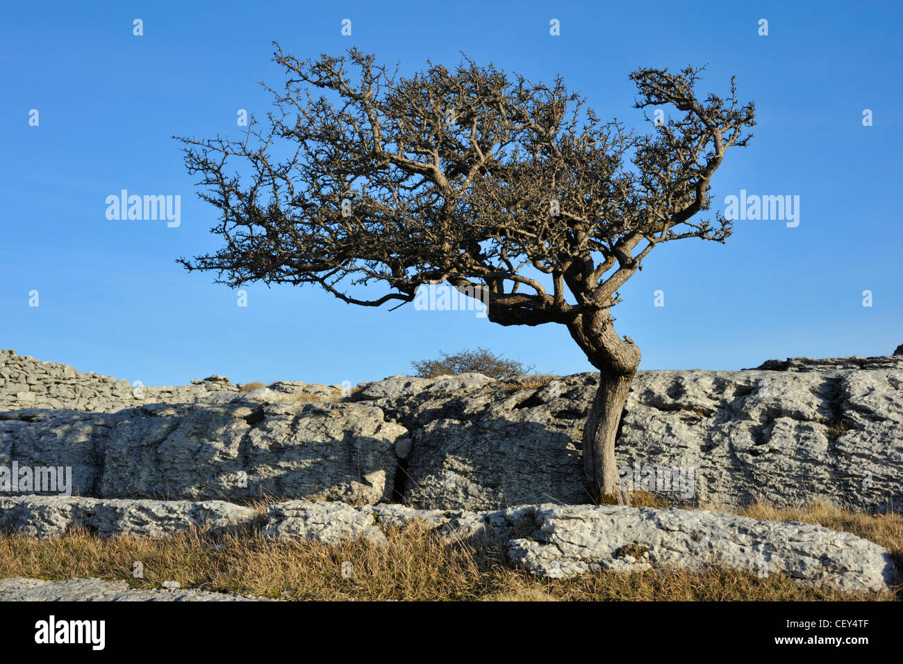 Wind distorted tree on limestone crags in Winter. Holme Park Crags ...