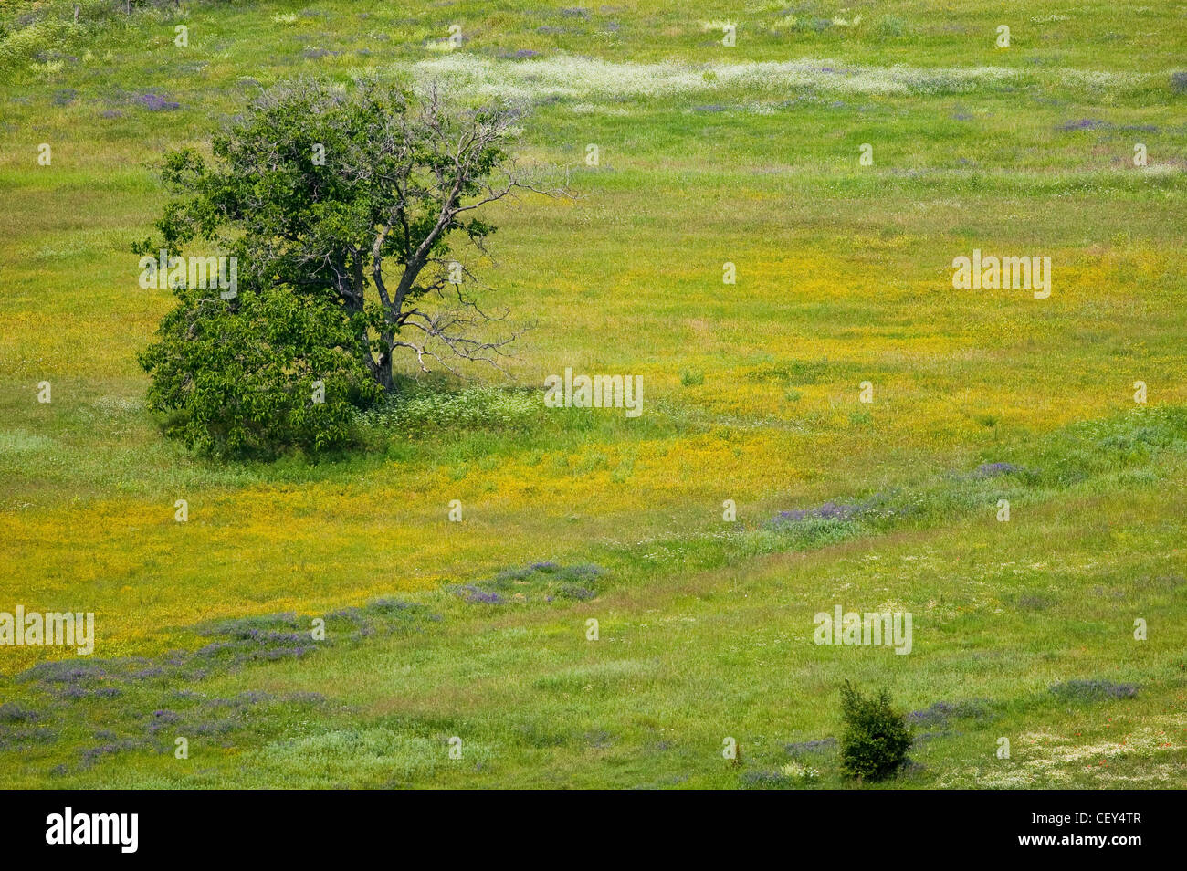 Spring field with flowers and a tree Stock Photo - Alamy