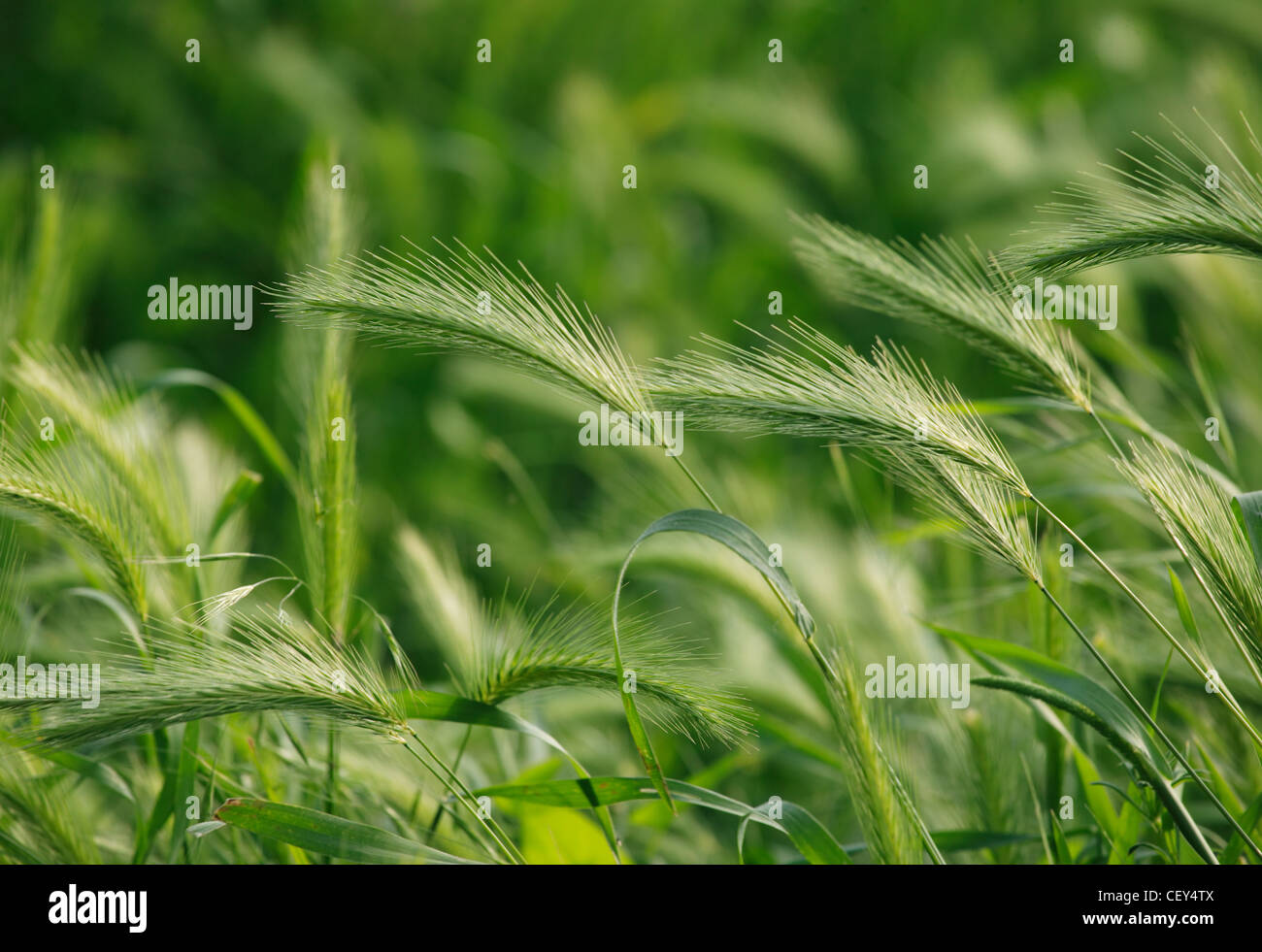 Spike grass hi-res stock photography and images - Alamy