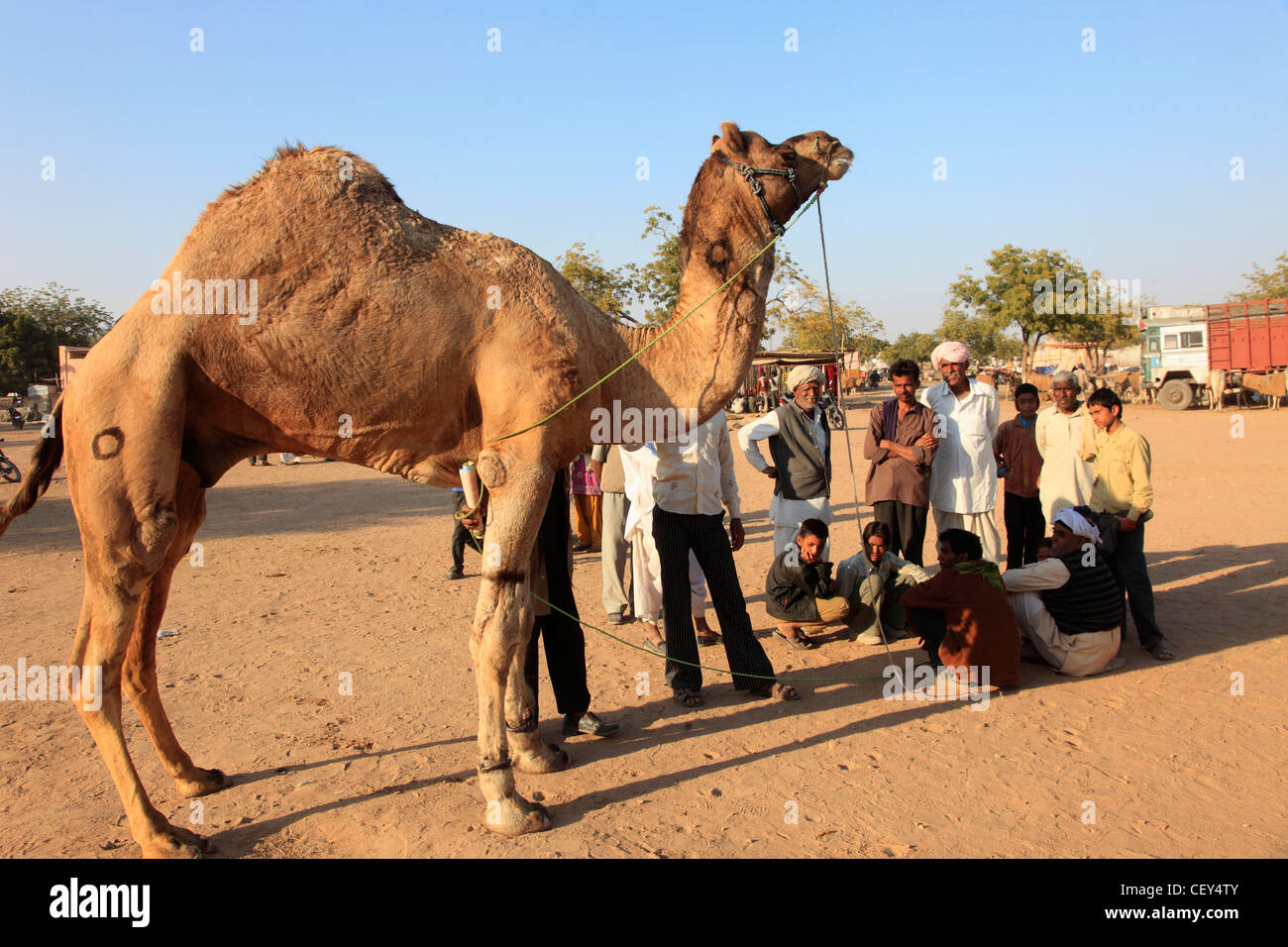 India, Rajasthan, Nagaur, Fair, camel, people Stock Photo - Alamy