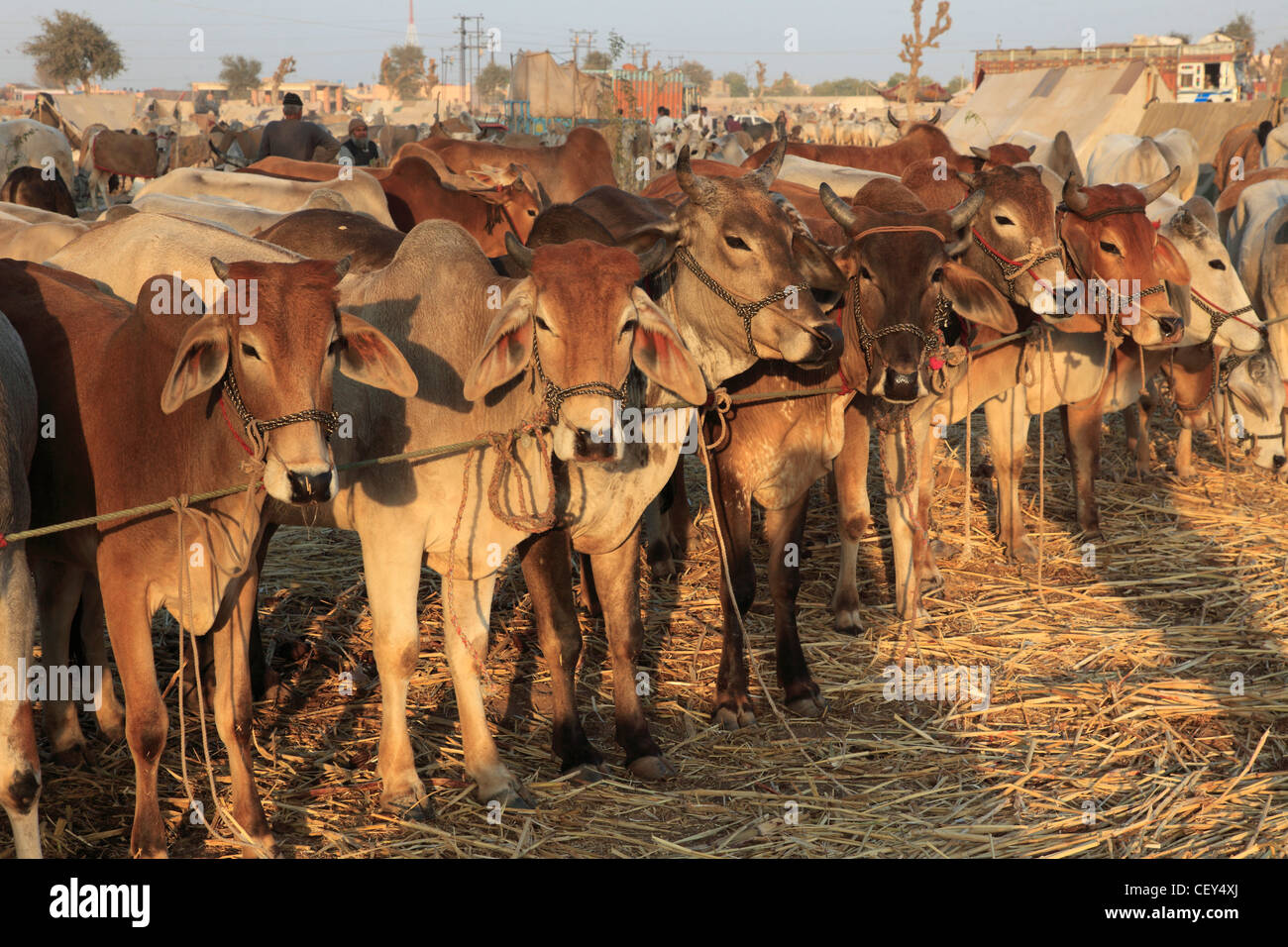 India, Rajasthan, Nagaur, Fair, cattle Stock Photo - Alamy
