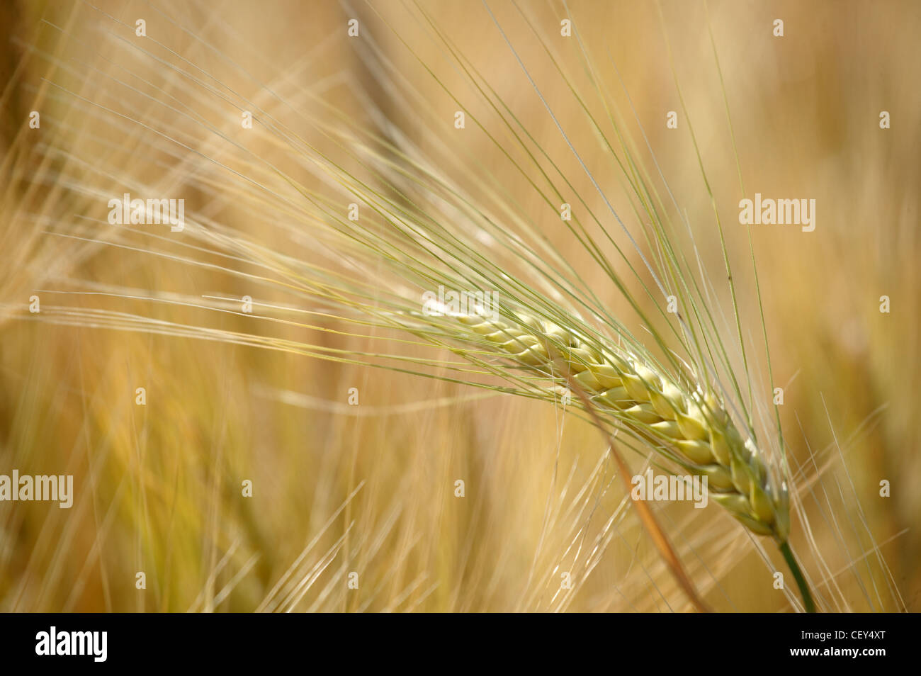 Ear of whet hi-res stock photography and images - Alamy
