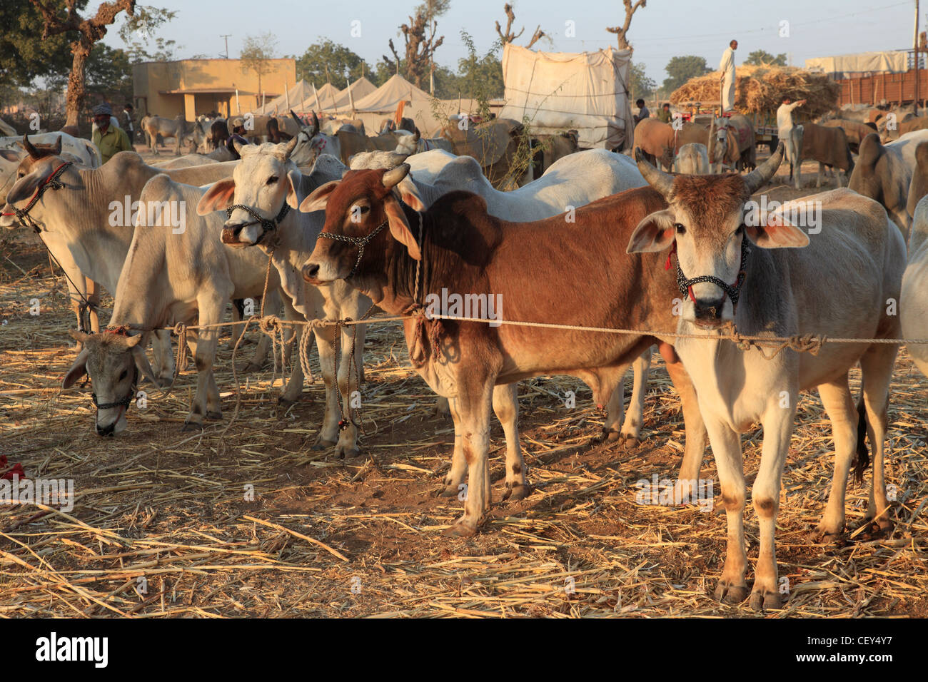 India, Rajasthan, Nagaur, Fair, cattle Stock Photo - Alamy