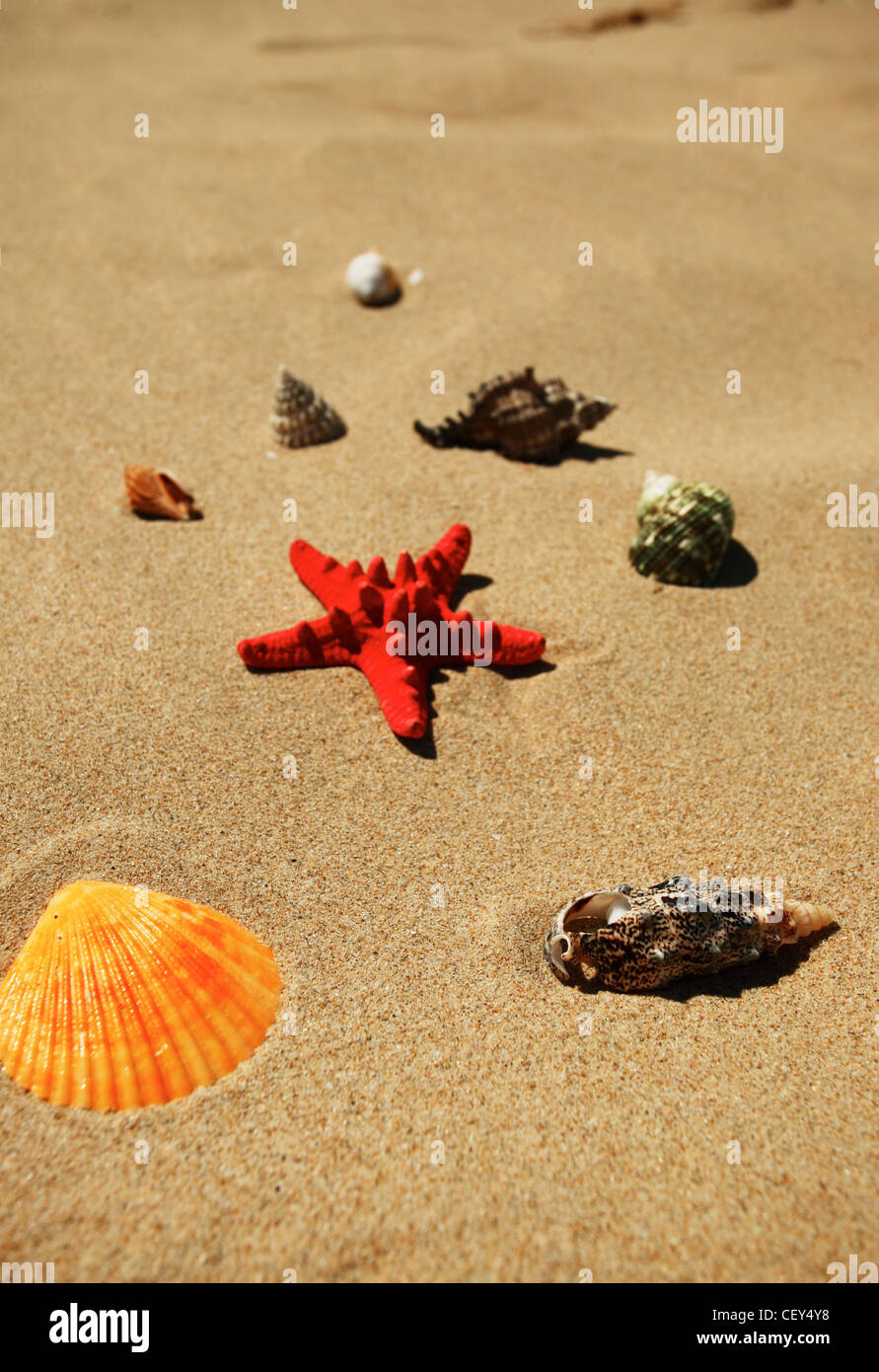 Tropical shells on the beach sand Stock Photo - Alamy