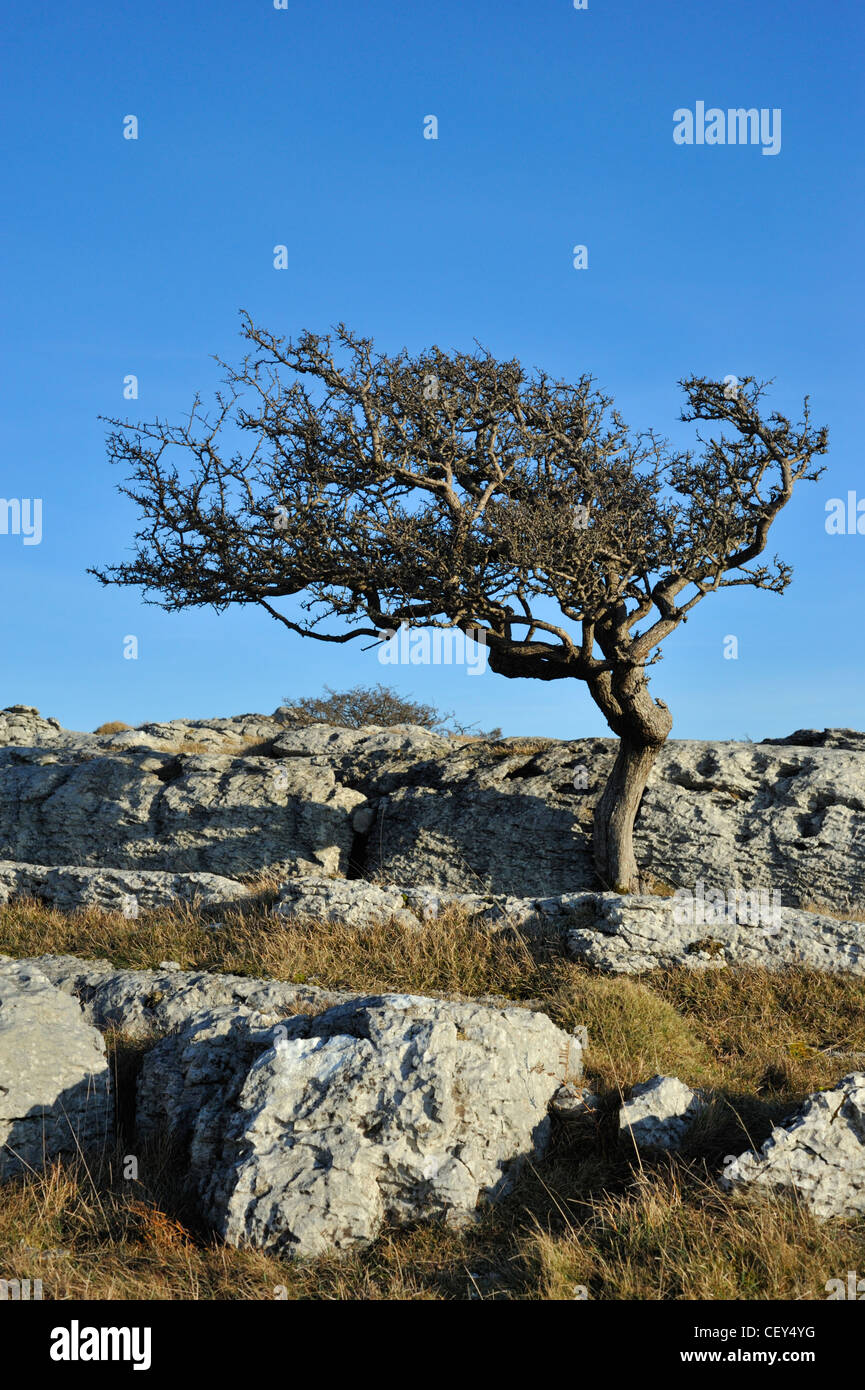 Distorted tree hi-res stock photography and images - Alamy