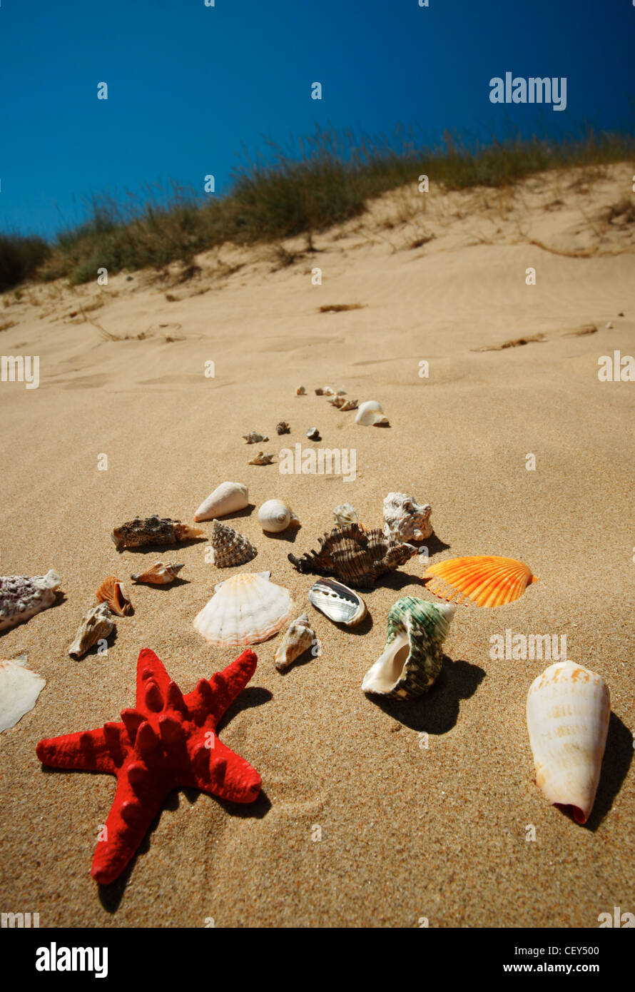 Tropical beach scenery with shells and star-fish Stock Photo - Alamy