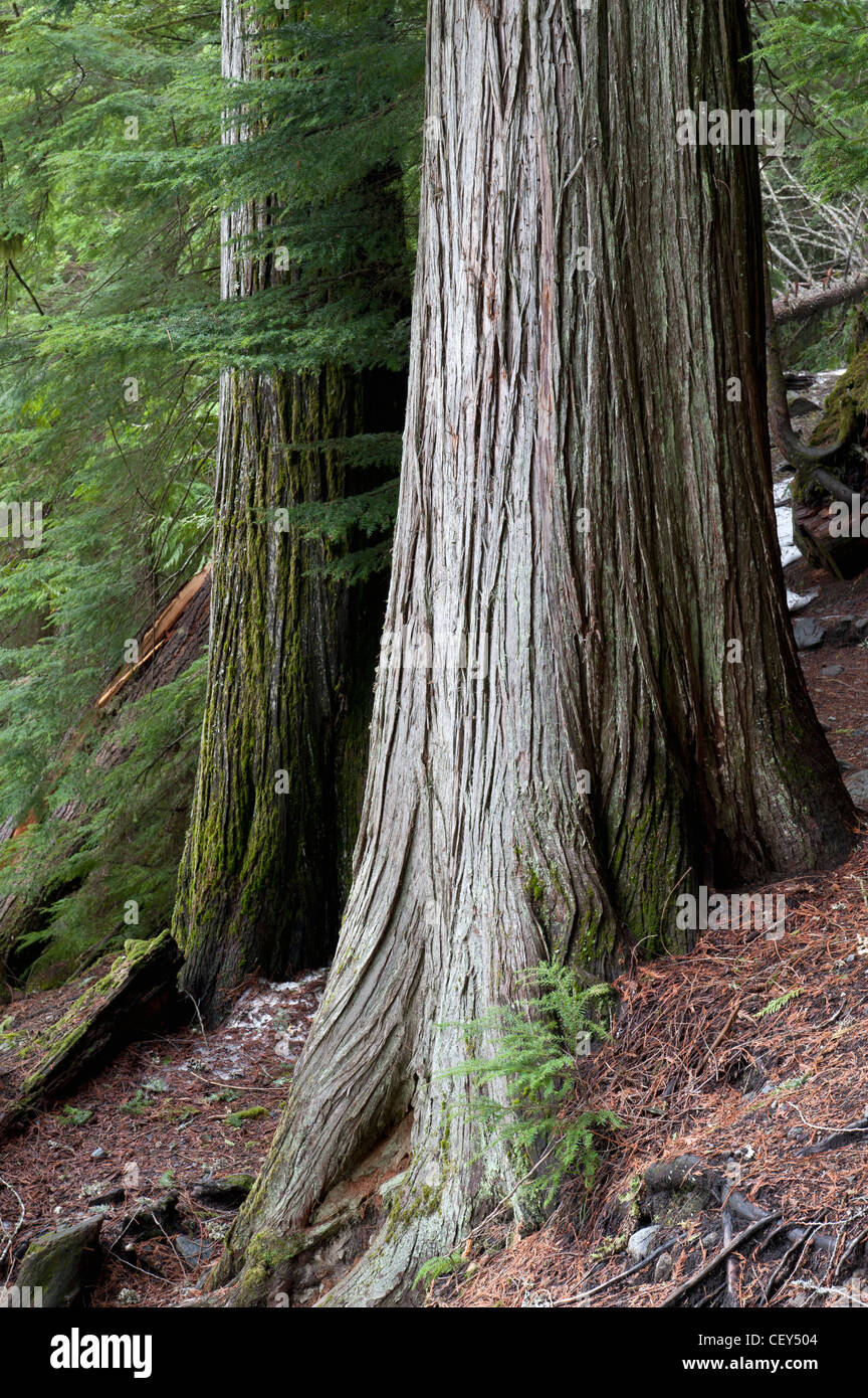 large tree trunks in a forest in jasper national park; alberta, canada ...