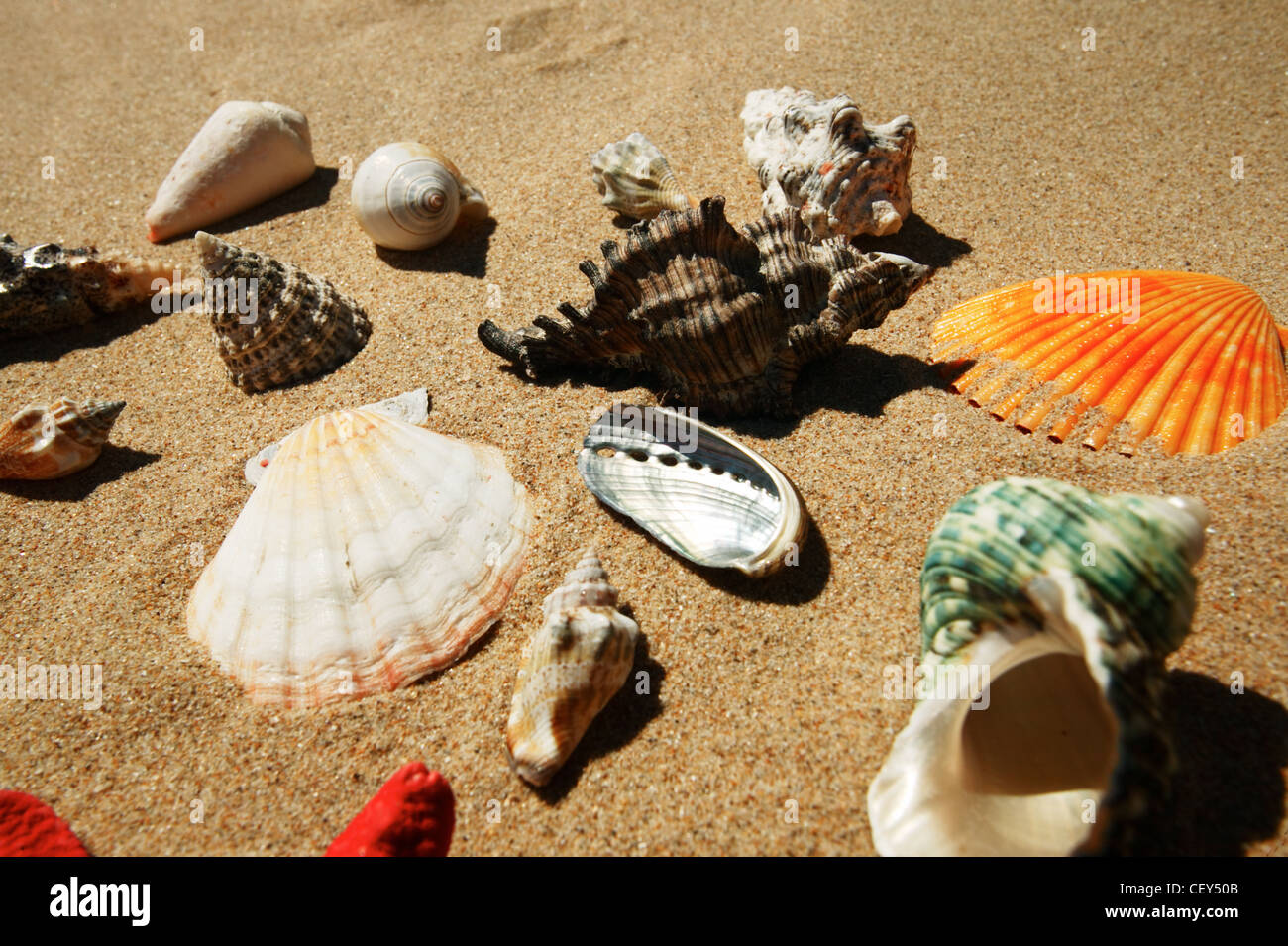 Tropical shells on the beach sand Stock Photo - Alamy