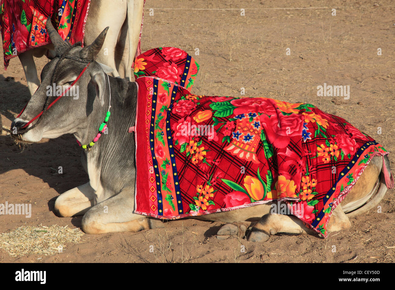 India, Rajasthan, Nagaur, Fair, cattle, holy cow Stock Photo - Alamy