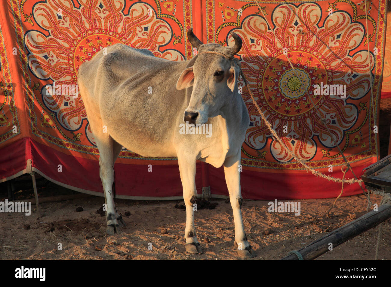 India, Rajasthan, Nagaur, Fair, cattle, cow Stock Photo - Alamy