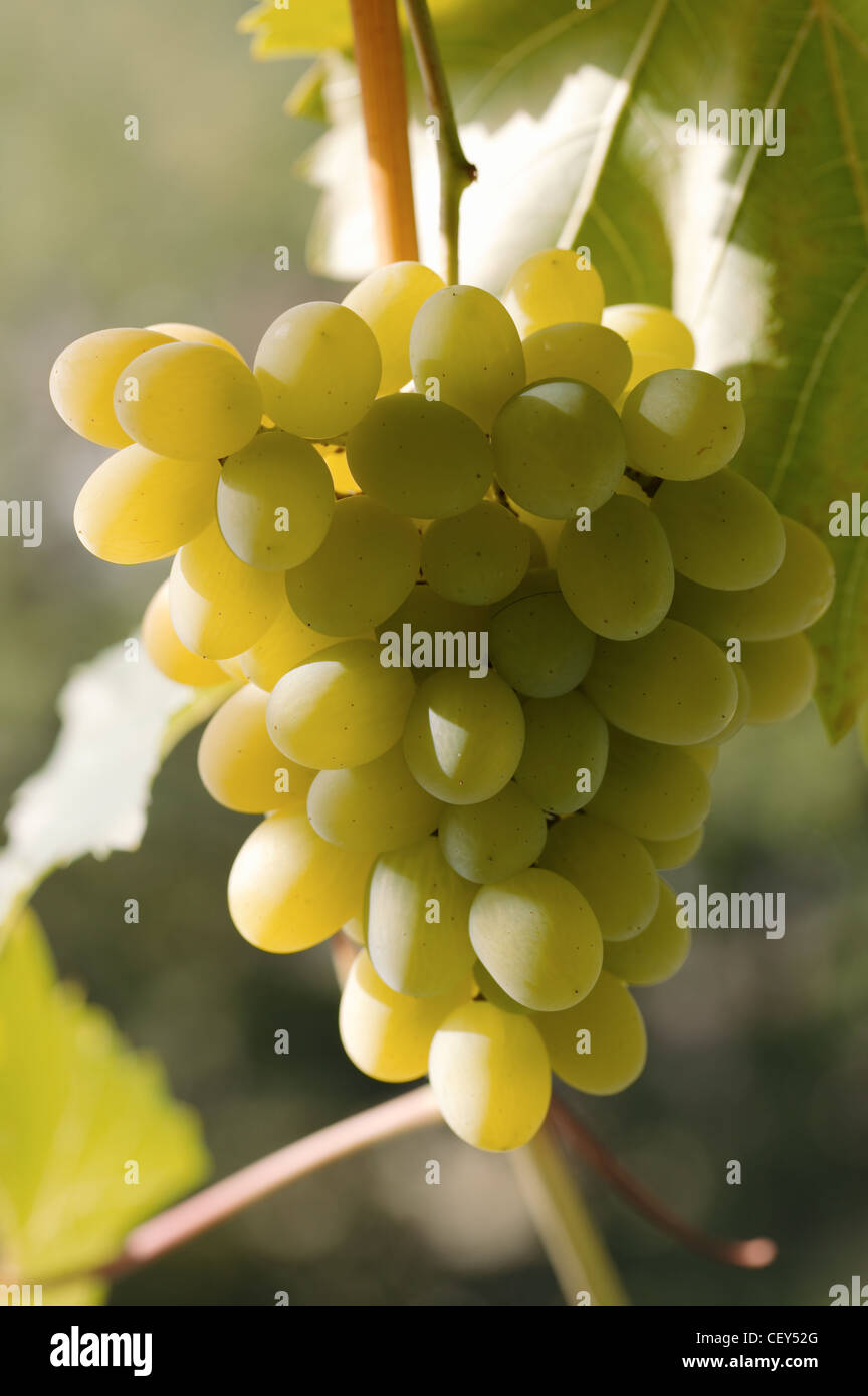 Ripe yellow bunch of grapes Stock Photo - Alamy
