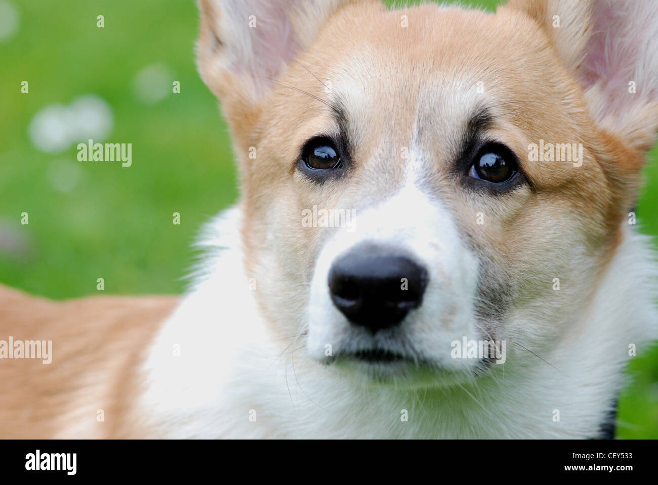 Pembroke Welsh Corgi, red color. Close up of face Stock Photo - Alamy