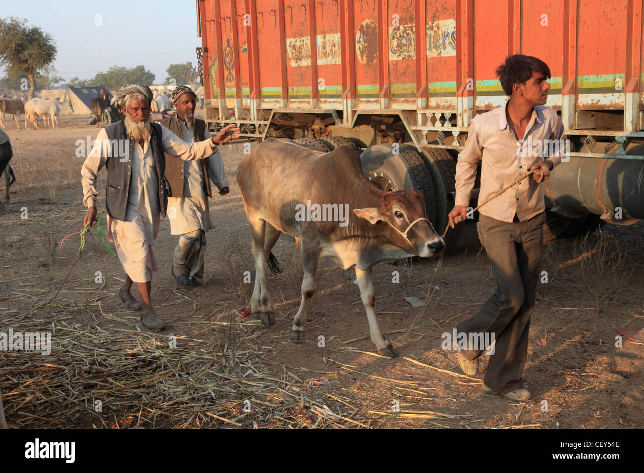 Cattle trucks loading hi-res stock photography and images - Alamy