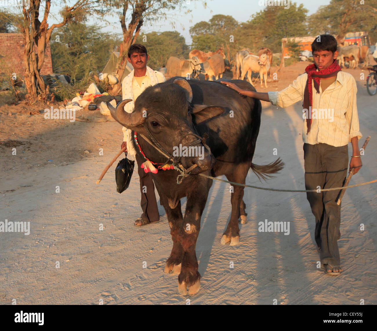 India, Rajasthan, Nagaur, Fair, men with buffalo Stock Photo - Alamy