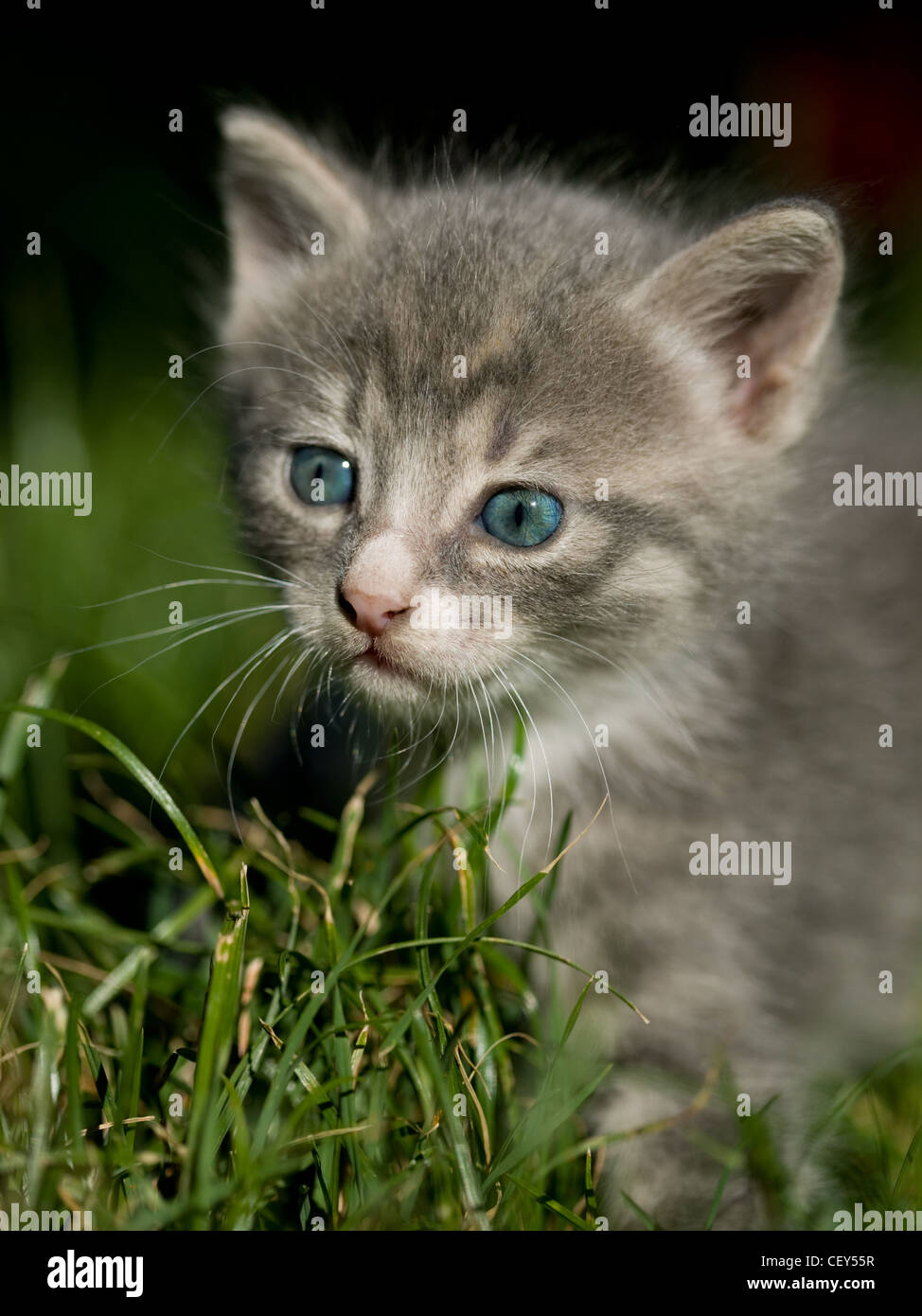 Cute little grey cat with blue eyes Stock Photo - Alamy