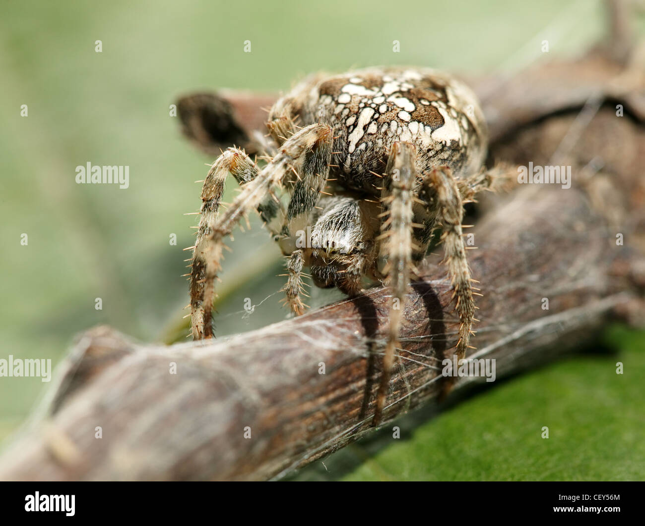Big brown spider close-up Stock Photo - Alamy