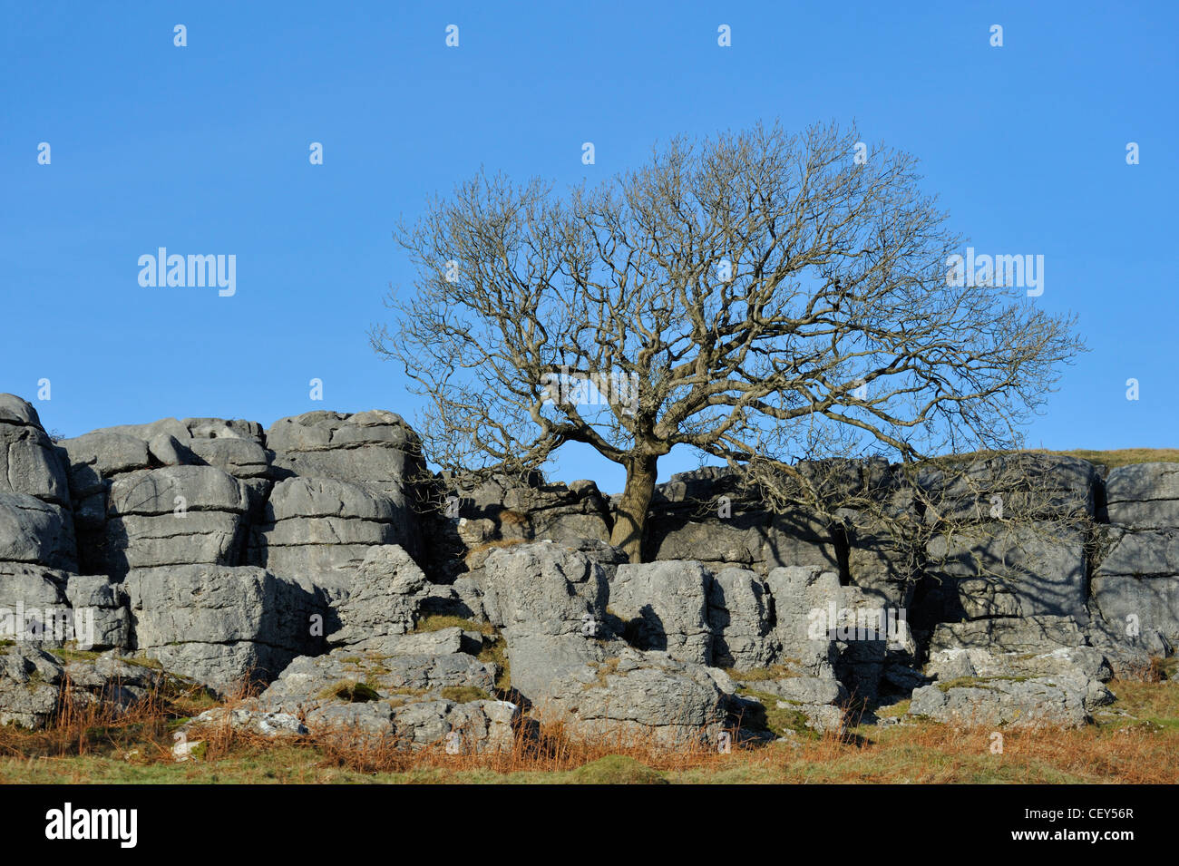 Distorted tree hi-res stock photography and images - Alamy