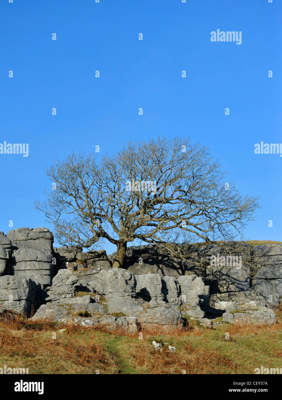 Distorted tree hi-res stock photography and images - Alamy