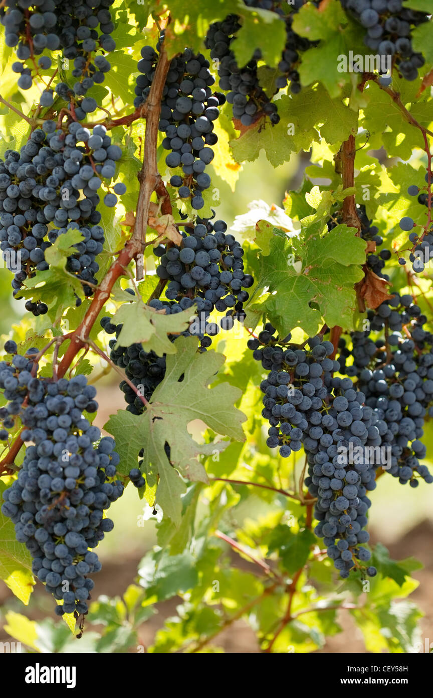 Black grapes on the grape-vine Stock Photo - Alamy