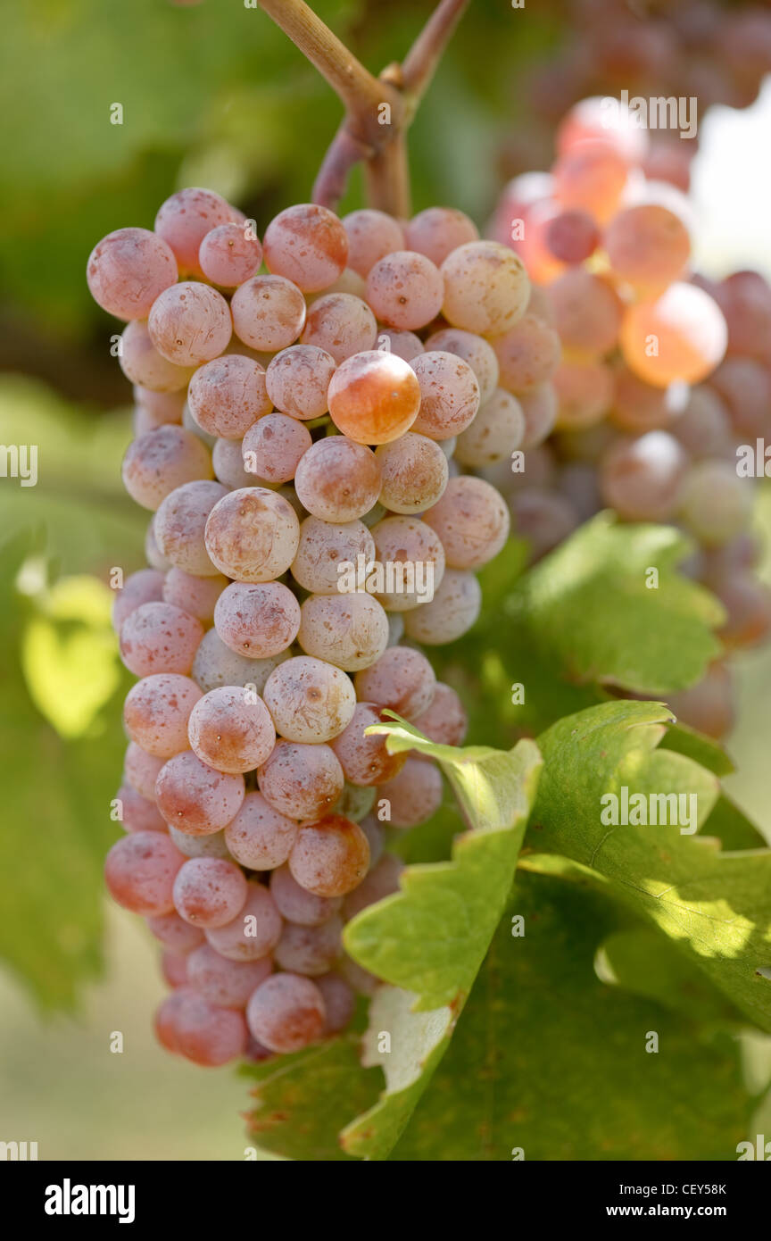 Bunch of rose grapes Stock Photo - Alamy