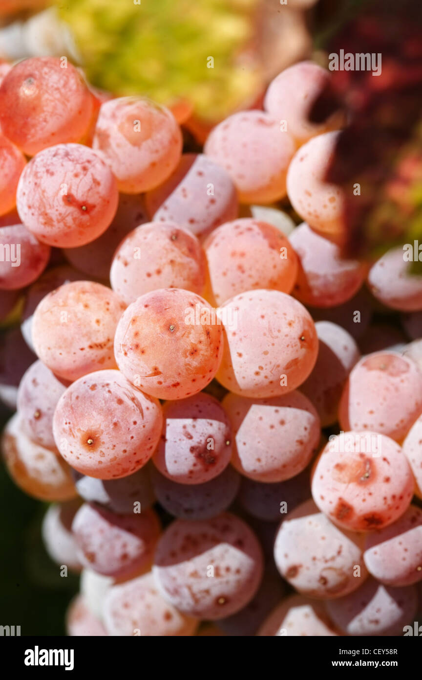 Rose grapes close-up Stock Photo - Alamy